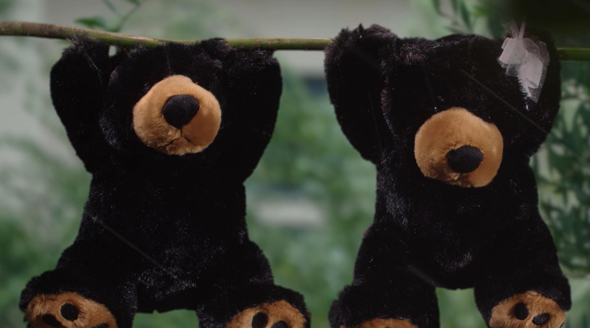 Don't Just Be Bearly Covered, Be Wellcovered.